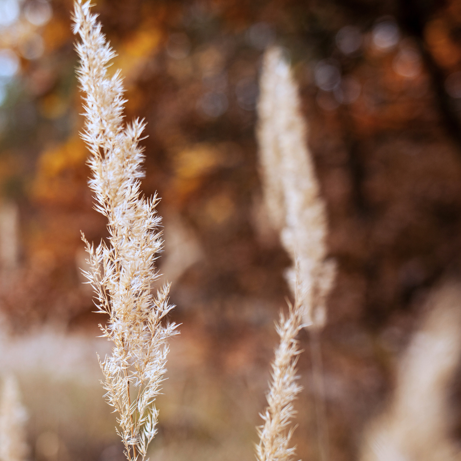 Autumn Equinox Collection - Modern Mystic Shop